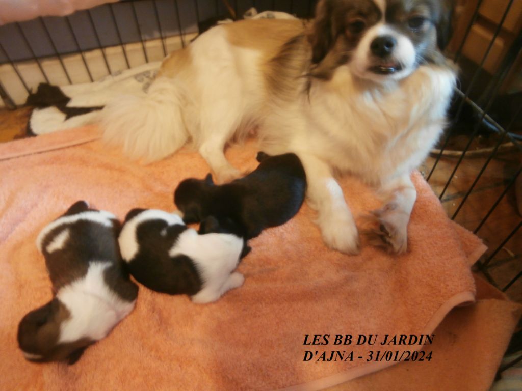 Accueil - Elevage Du Jardin D'Ajna - eleveur de chiens Epagneul tibétain
